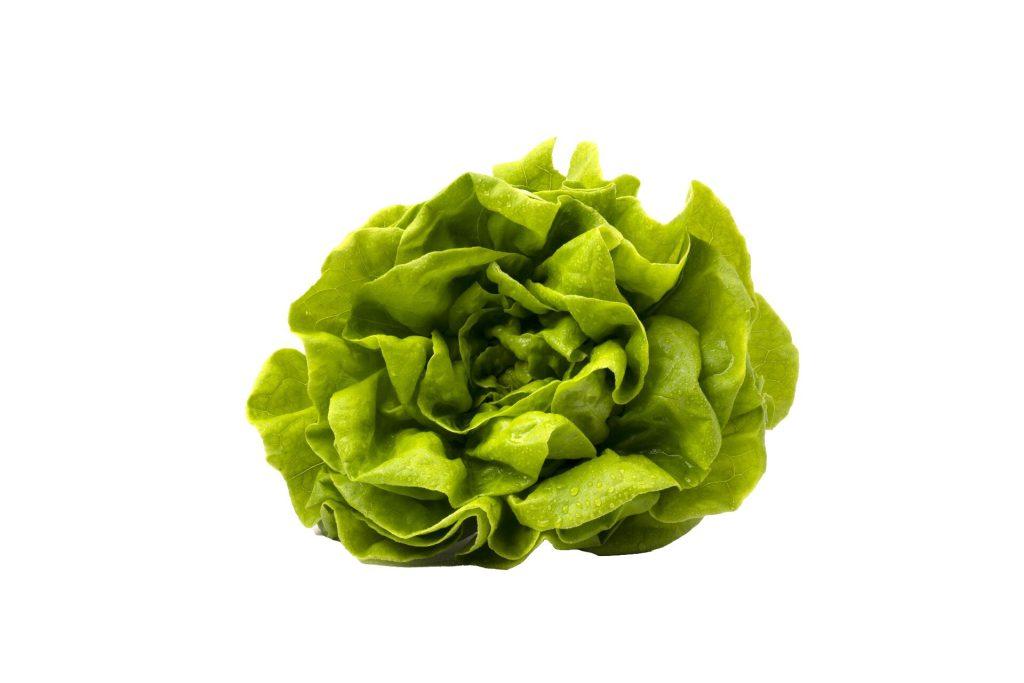 Lettuce Boston 1Pc – Emirates Hydroponics Farms
