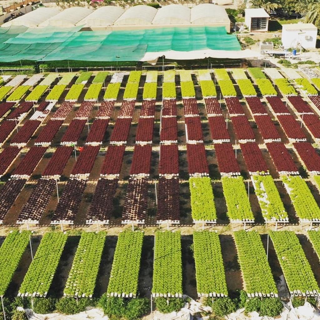 About us – Emirates Hydroponics Farms