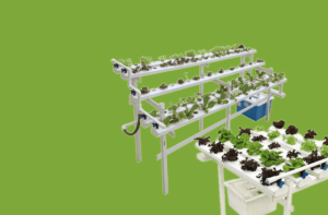 Emirates Hydroponics Farms