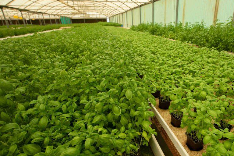 Gallery – Emirates Hydroponics Farms
